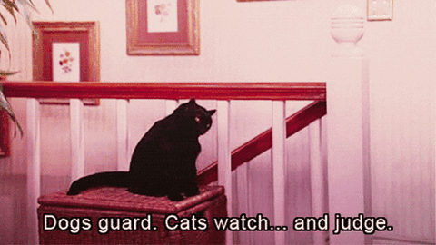 Most Memorable On-Screen Cats for Cat Day! – Caavo